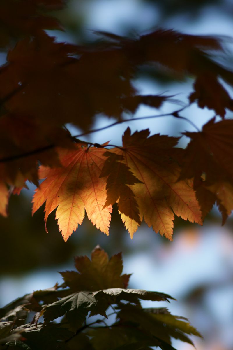 木漏れ日の下で | GANREF