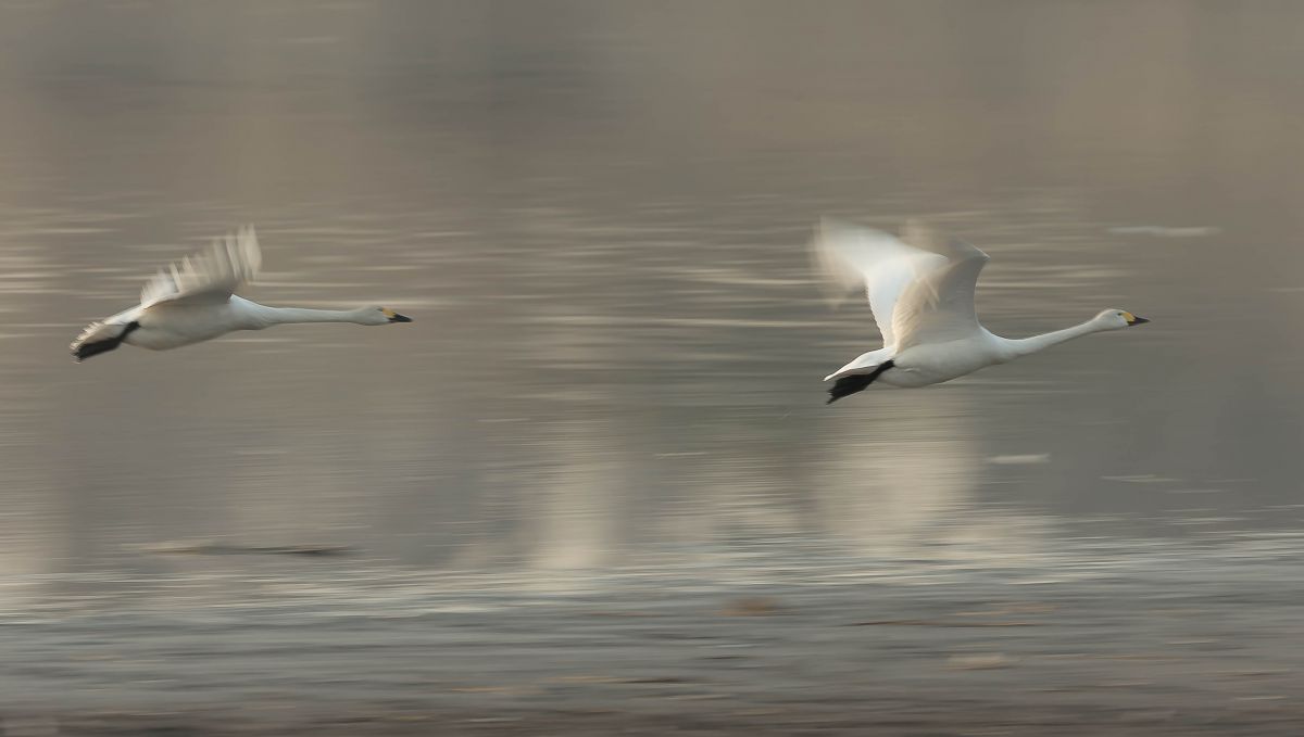 飛べ！ たぶんfinal・・ | GANREF