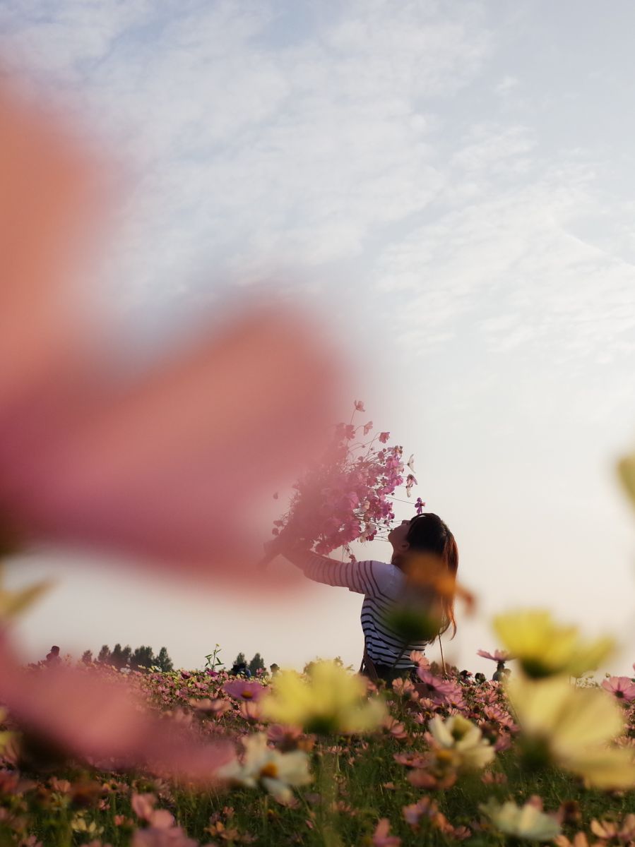 コスモスフィールド | GANREF