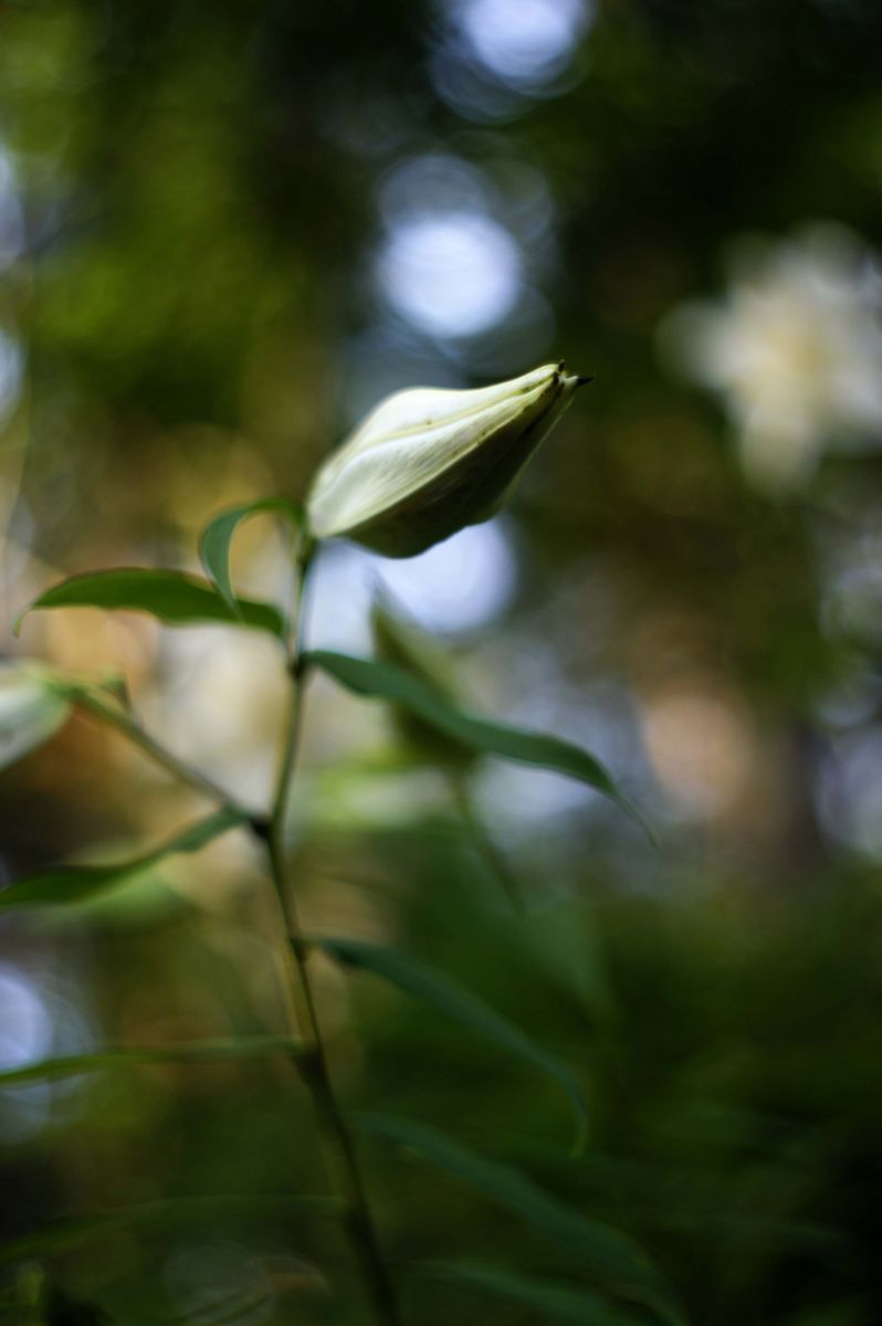 ヤマユリ | GANREF