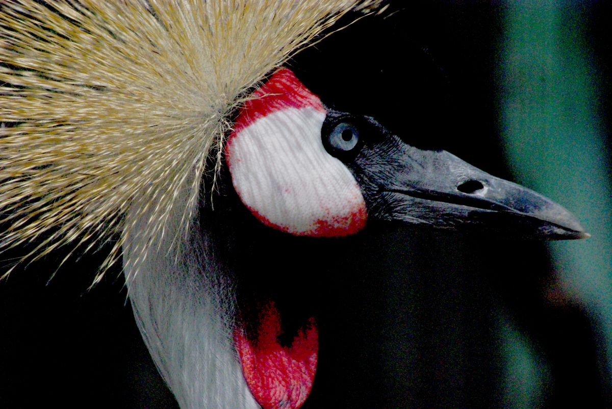 Funky Bird !! | GANREF