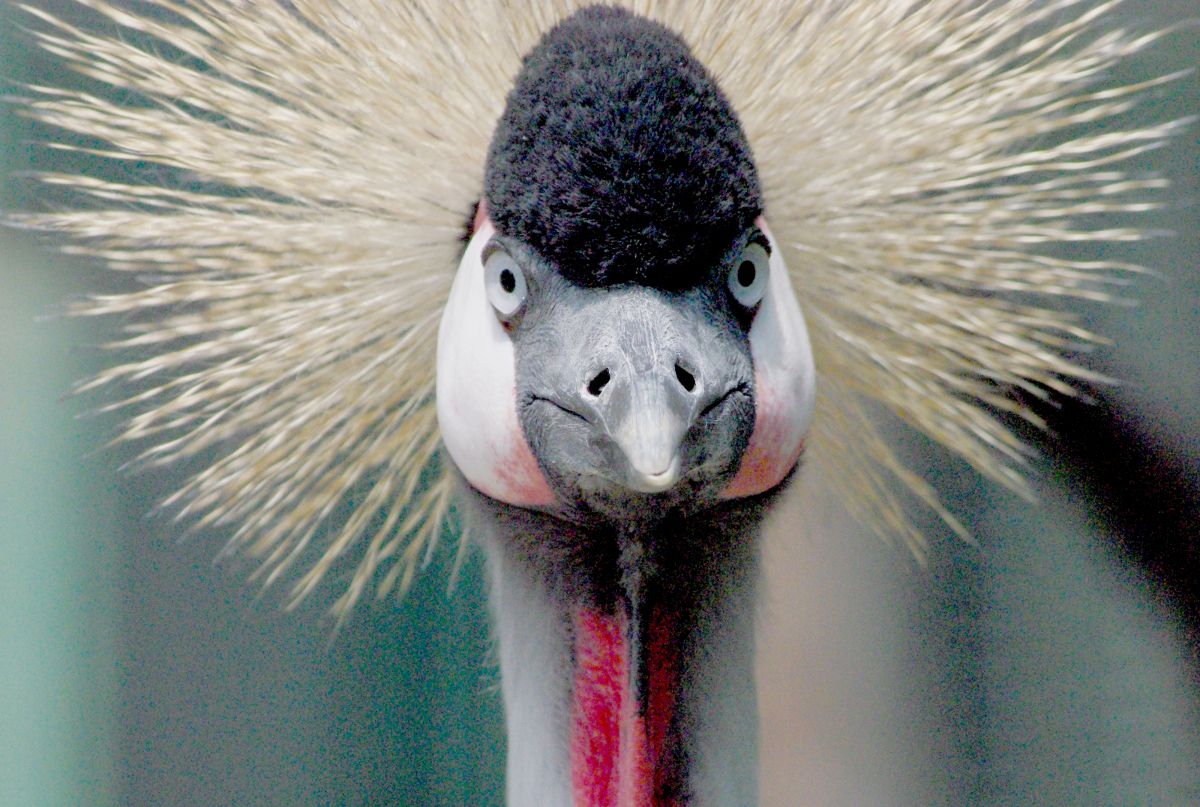 Funky Bird 2 | GANREF