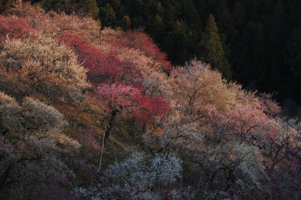 春の目覚め (Power Shot S110 レビュー写真7) | GANREF