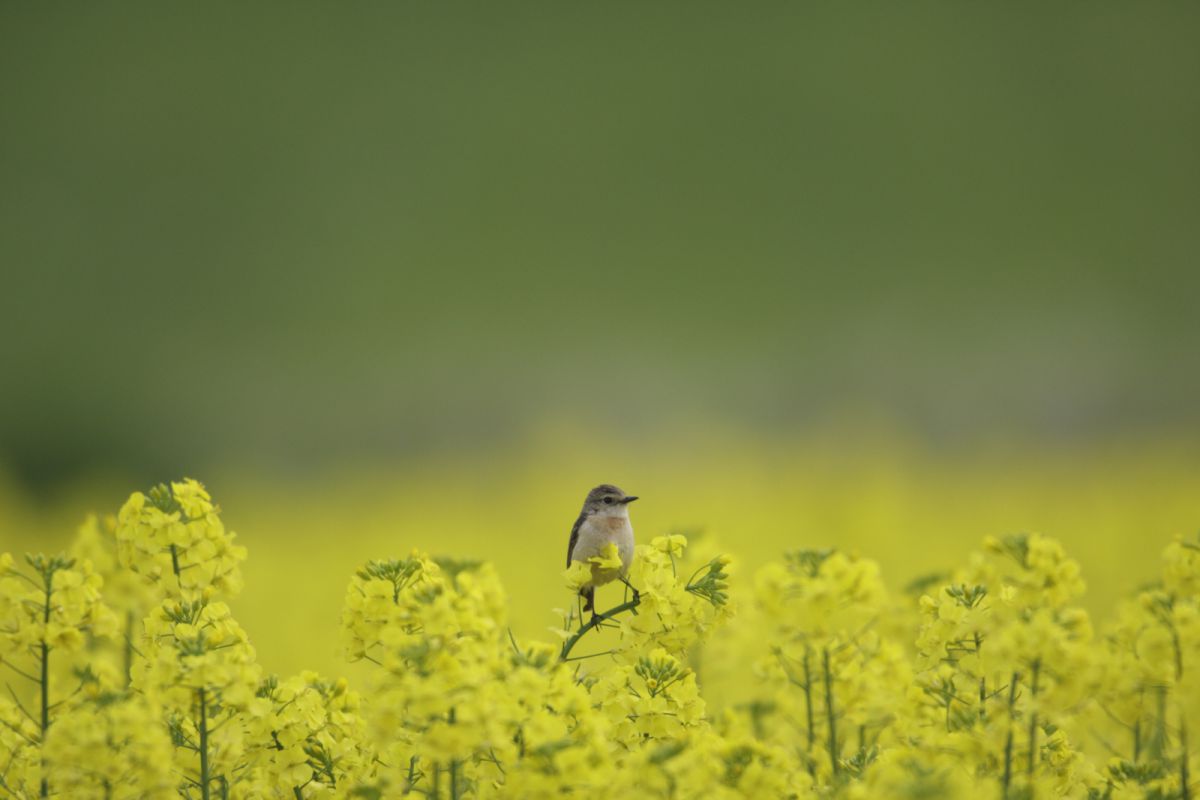 お気に入りの一本 | GANREF
