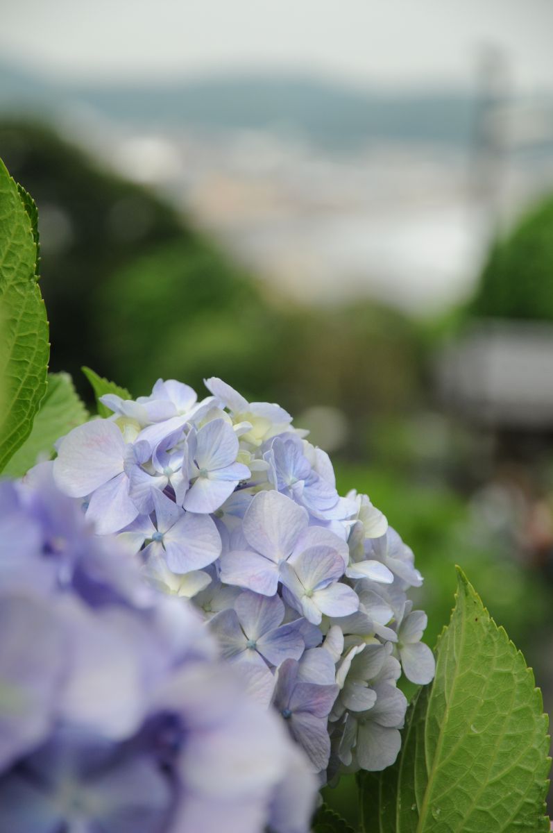 海を望む | GANREF