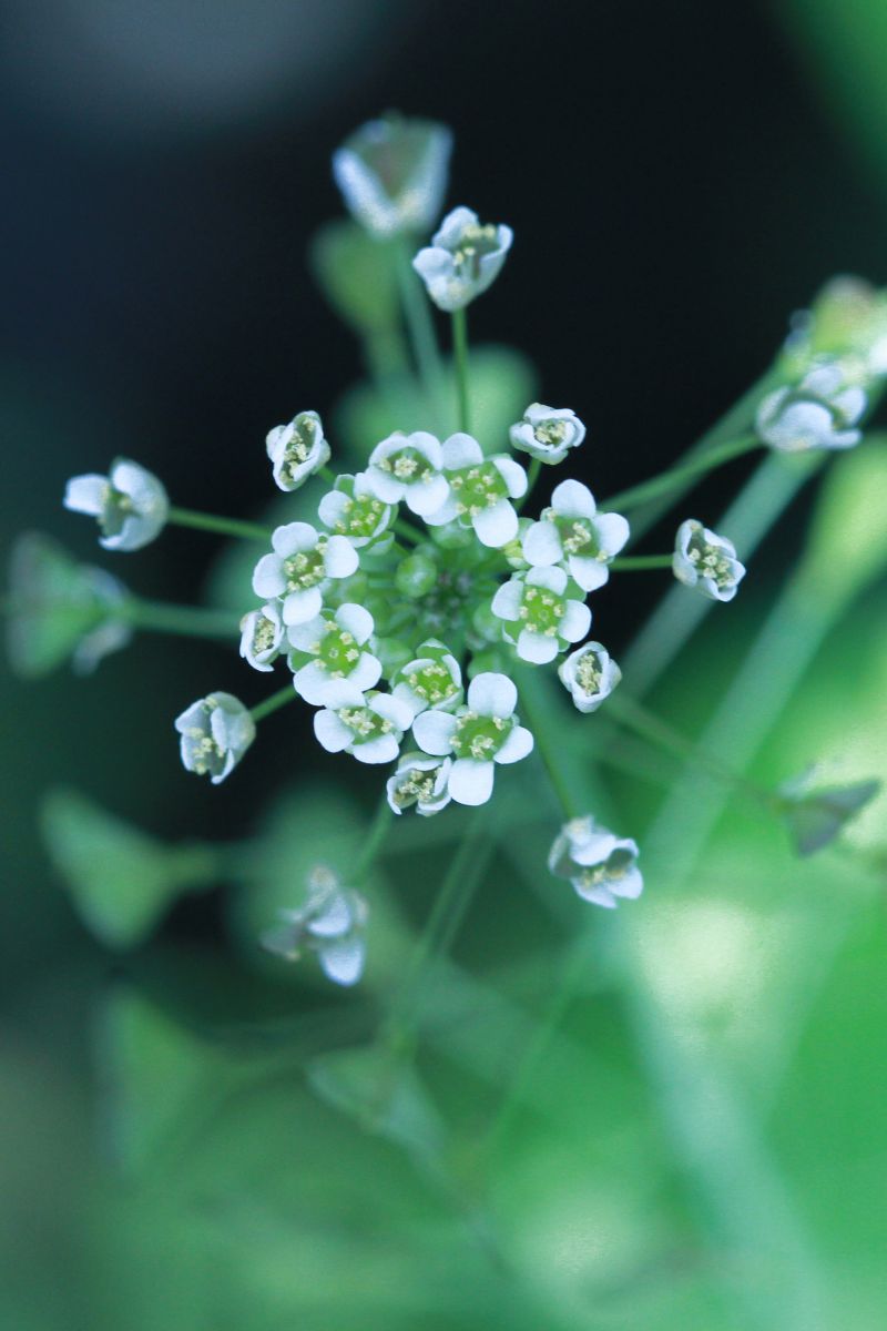 Flower Ring | GANREF