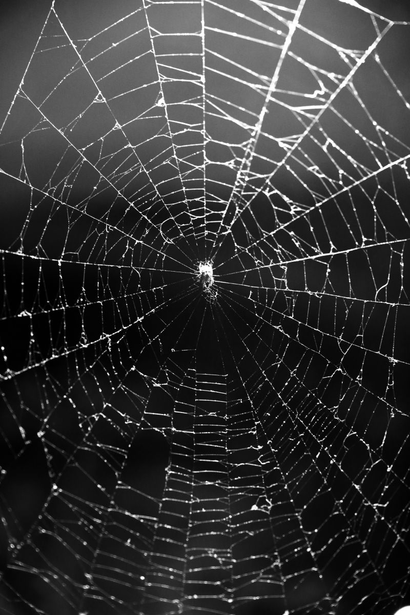 spin a web | GANREF