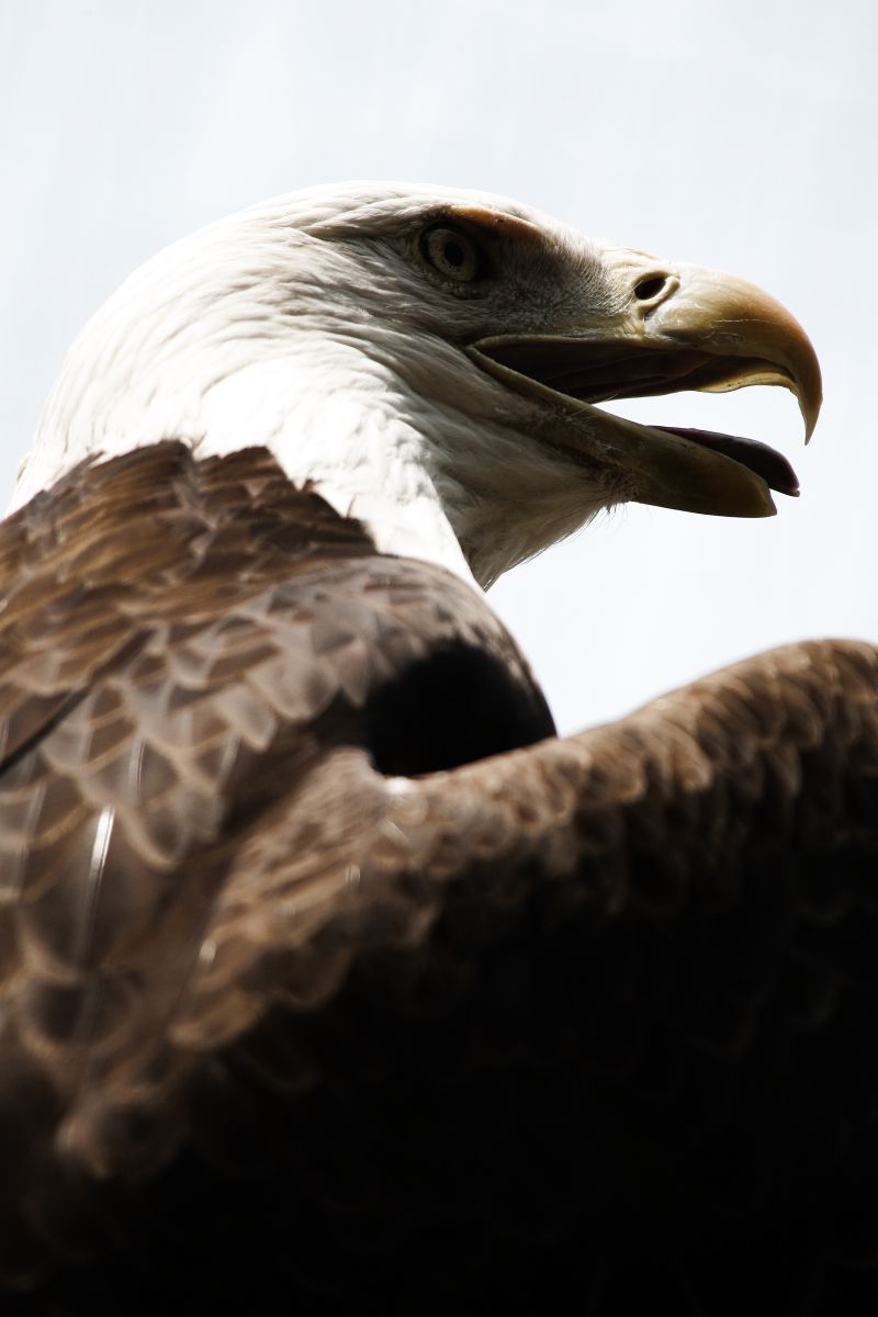 Bald Eagle | GANREF