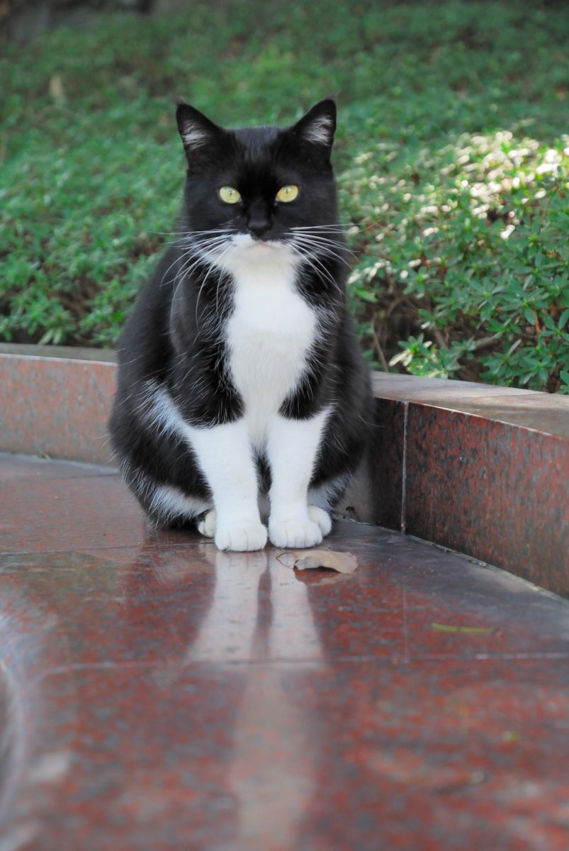 こんちゃ！ | GANREF