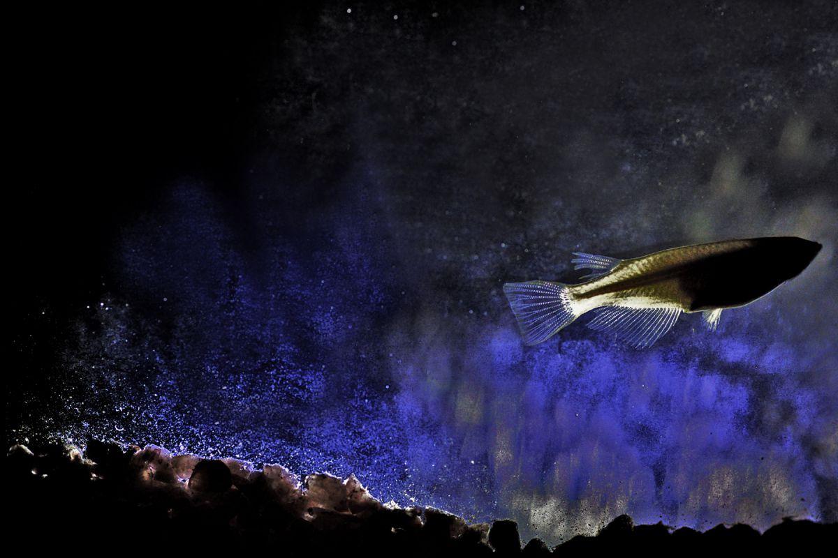 Swims in space | GANREF