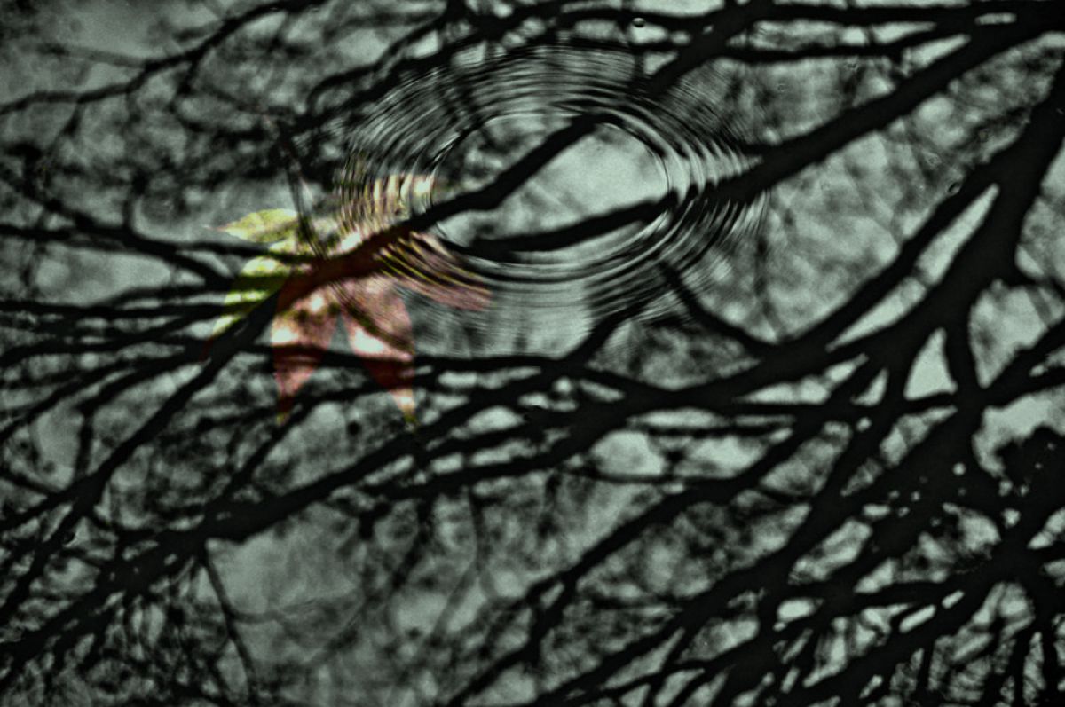 Fallen leaf | GANREF