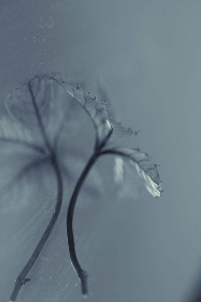 Still alive | GANREF