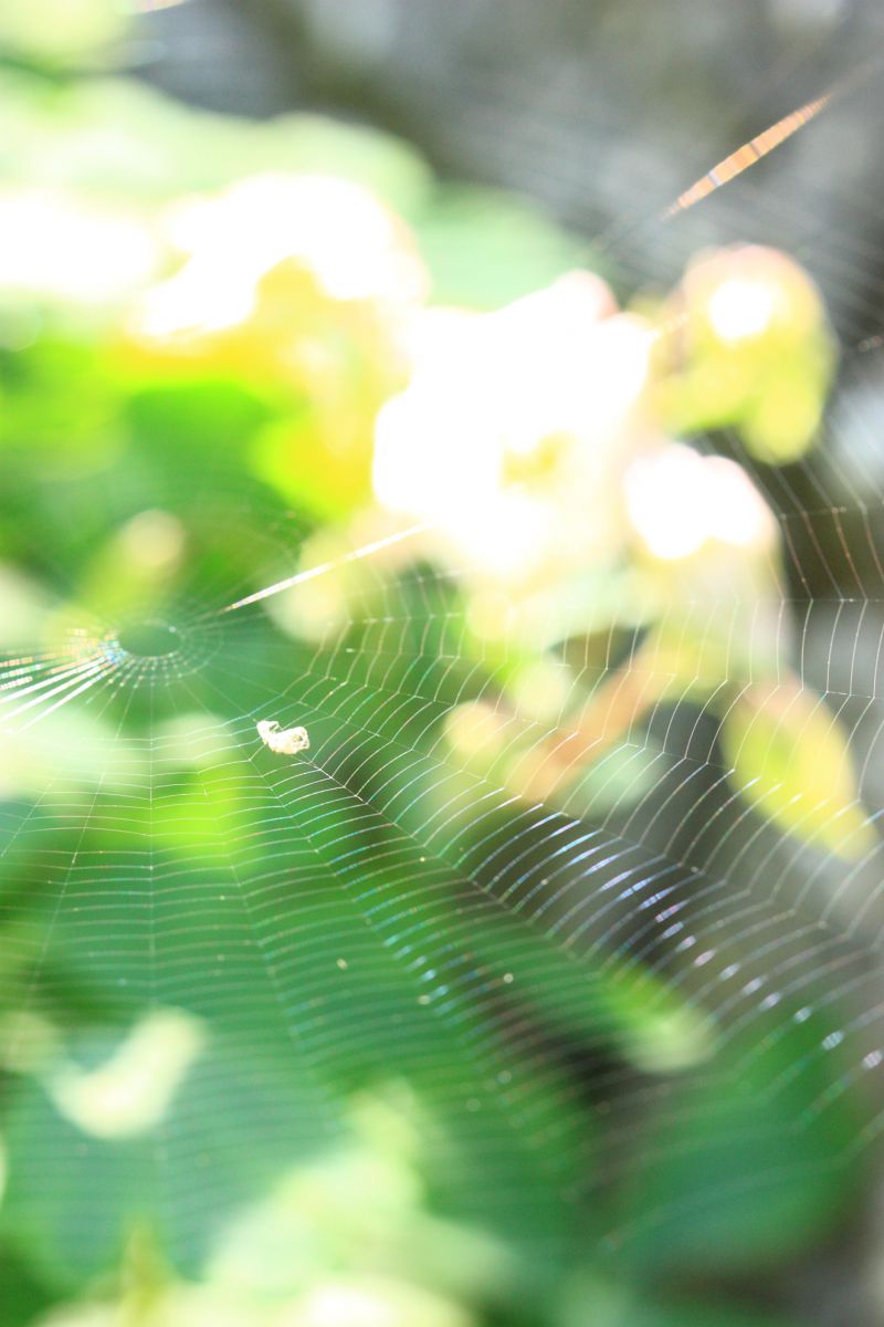 美しい罠 | GANREF