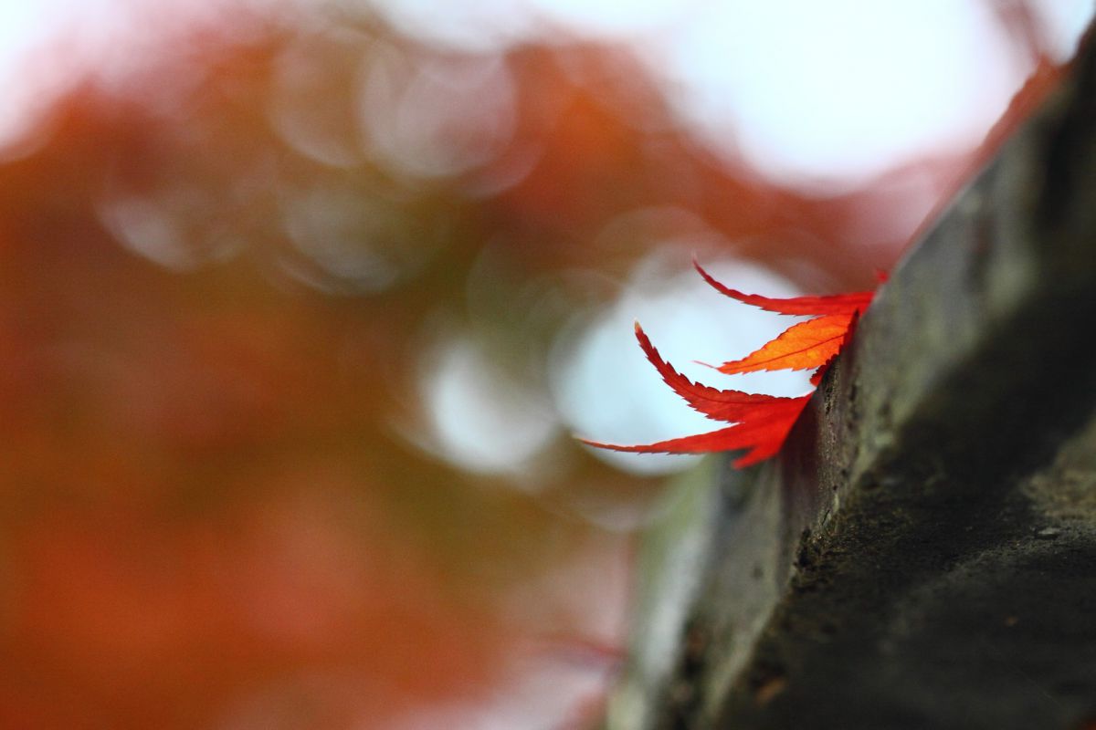 小さい赤 | GANREF