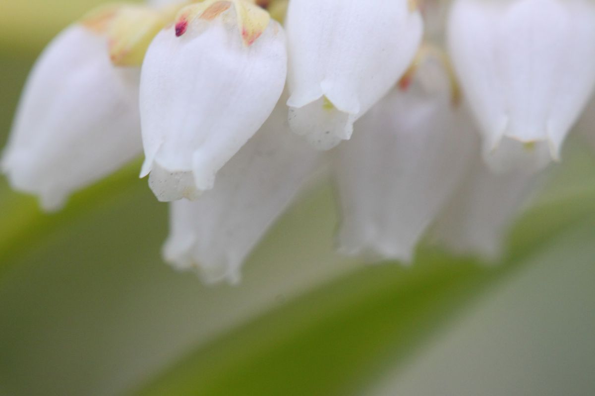 Requiem bell 再び | GANREF