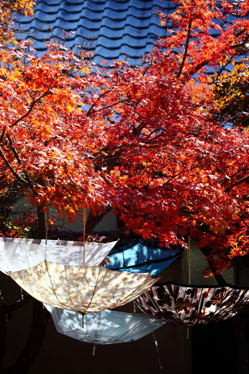 Warm autumn | GANREF