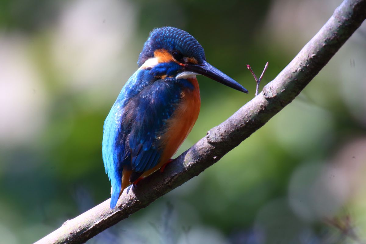 ある池のカワセミ② | GANREF