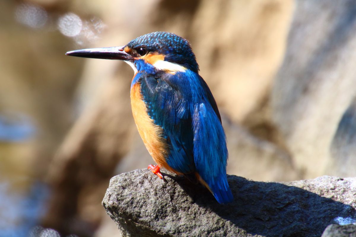 ある池のカワセミ③ | GANREF