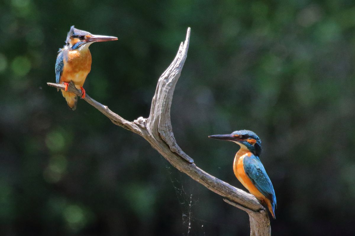 お見合い中 | GANREF