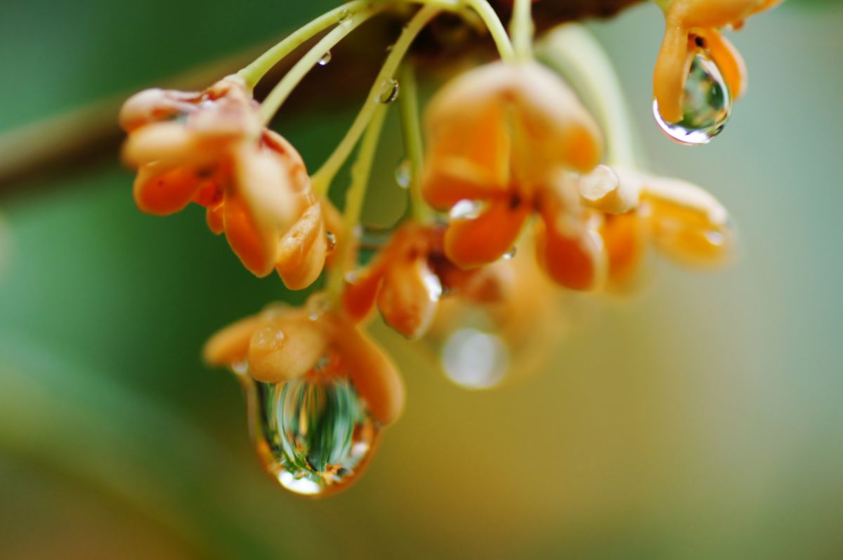 Orange Rain | GANREF