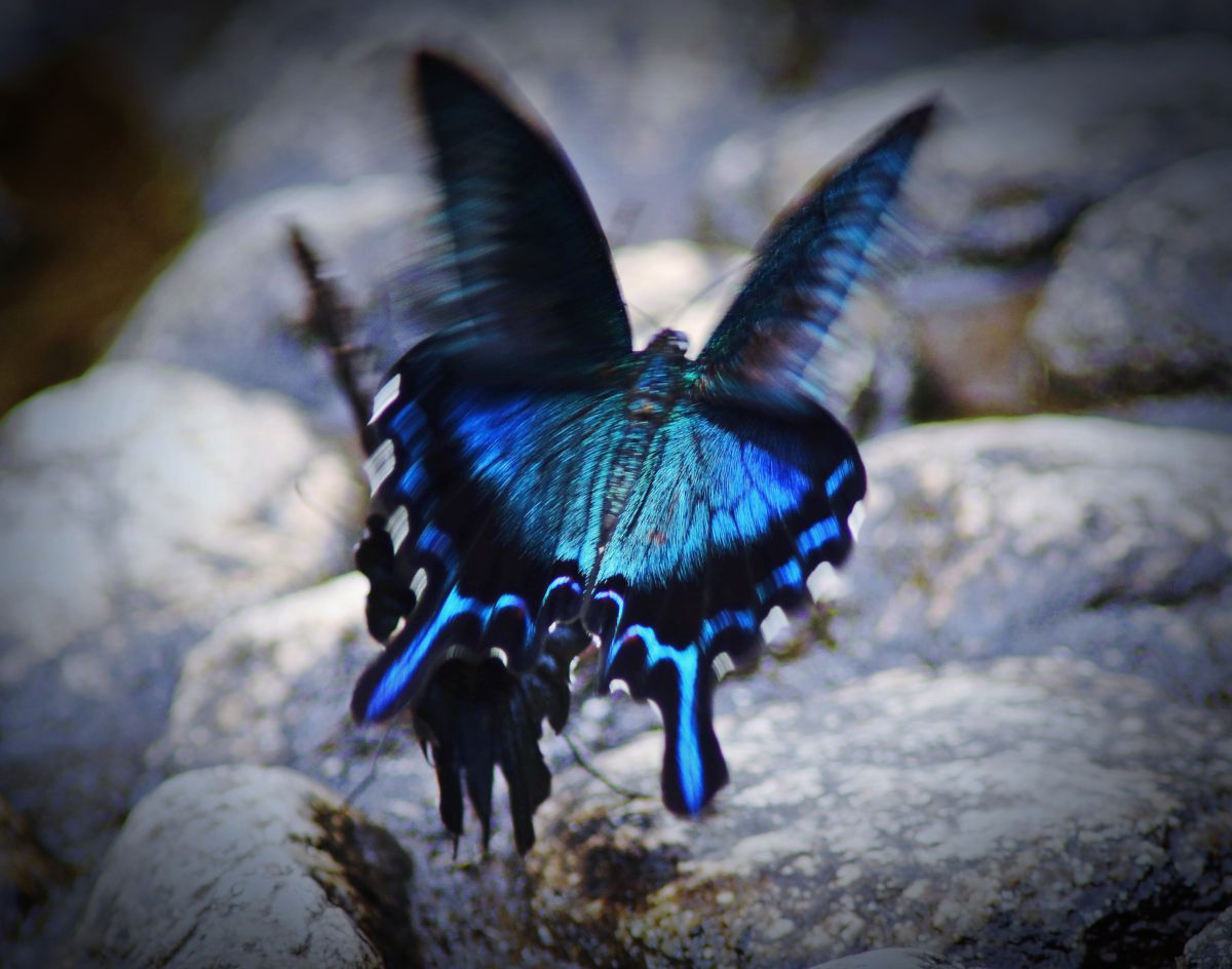 Blue Impact | GANREF