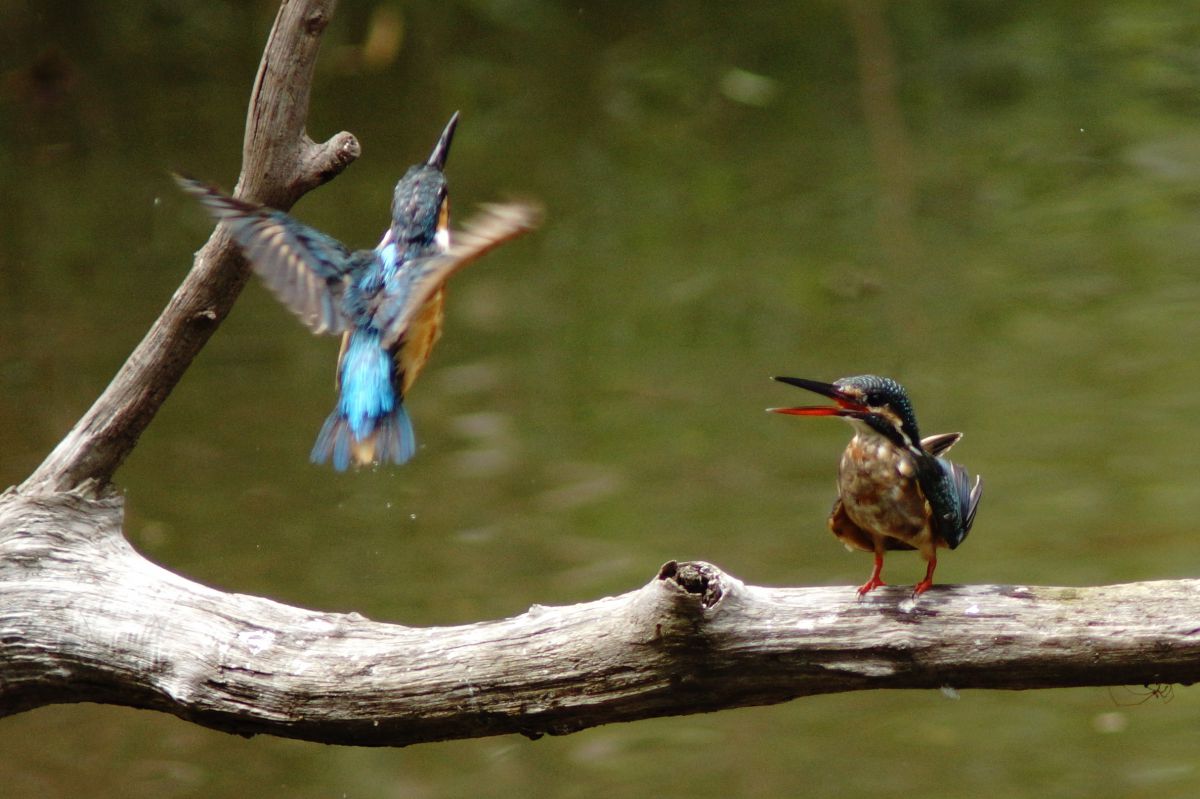 通りまーす！ | GANREF