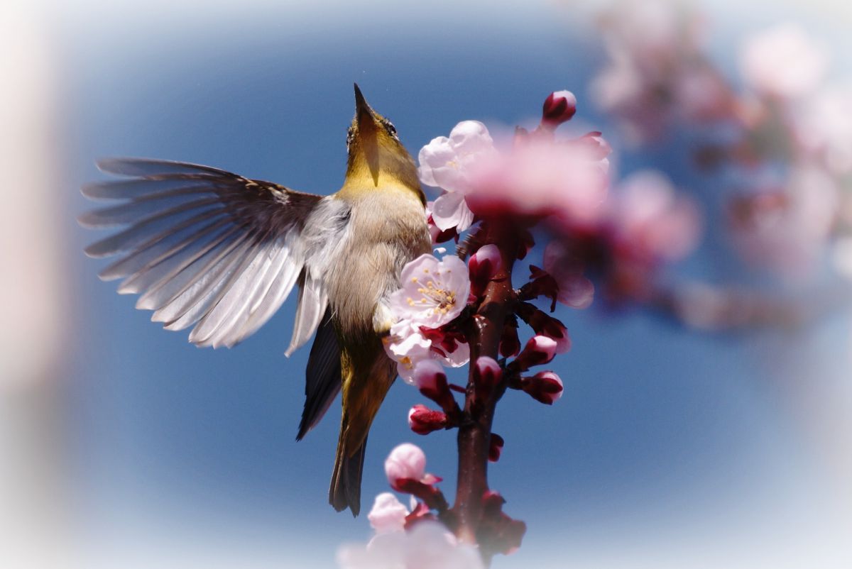 It's Showtime!! | GANREF