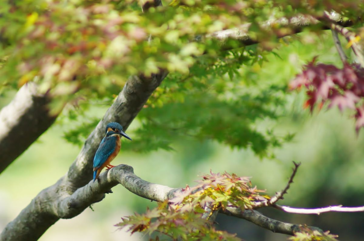 紅葉待ち | GANREF