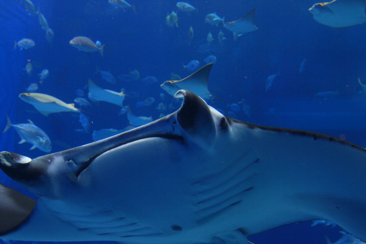 美ら海 マンタ.JPG | GANREF