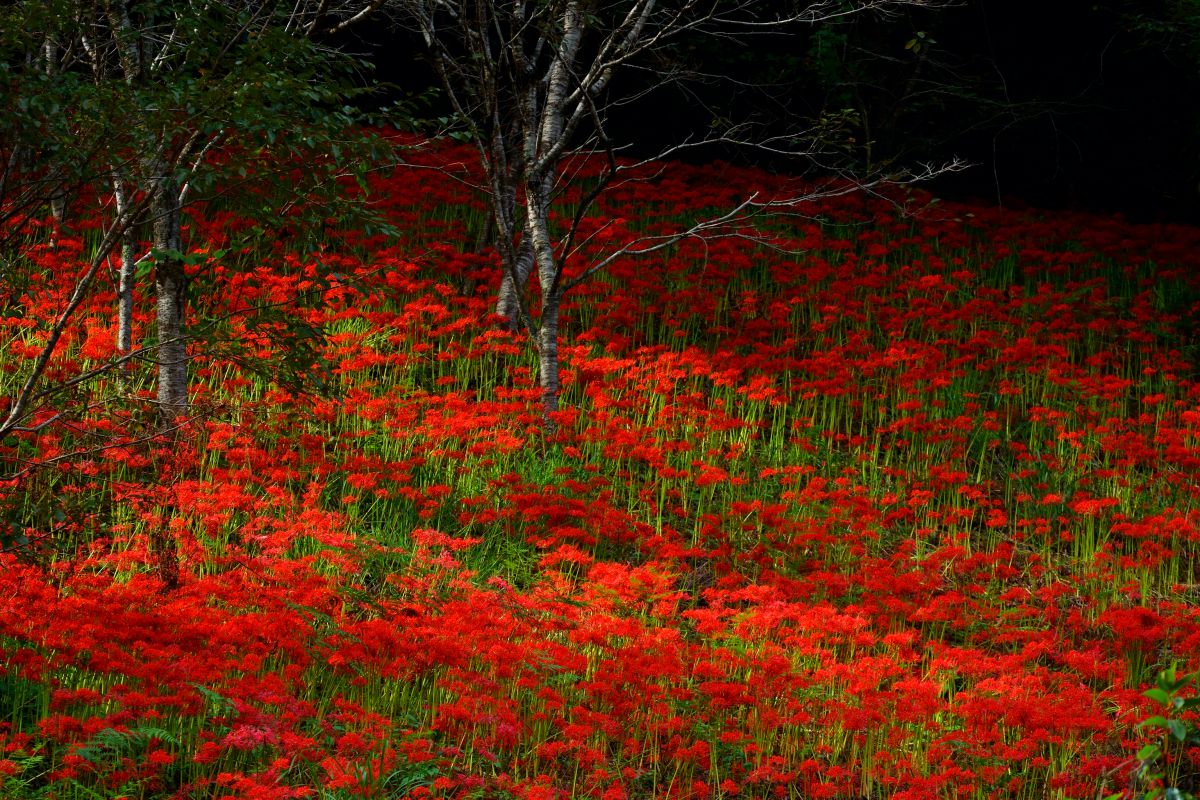 Red Carpet ～ | GANREF