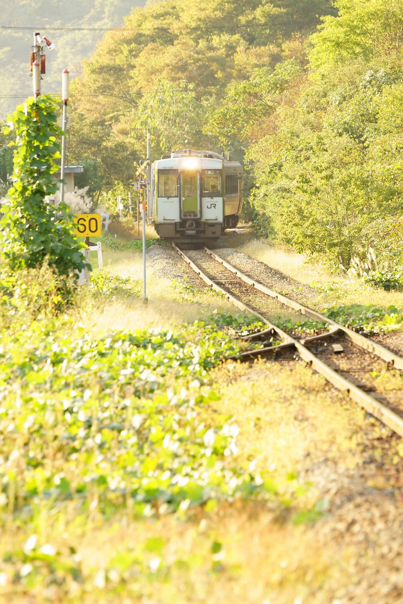 金色のみち | GANREF