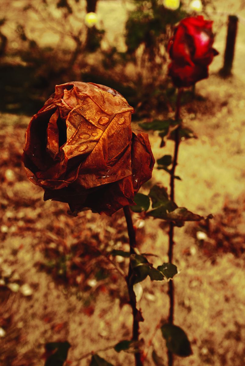 Withered rose | GANREF