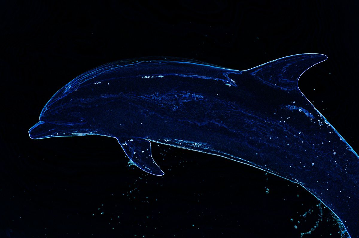 Dolphin | GANREF