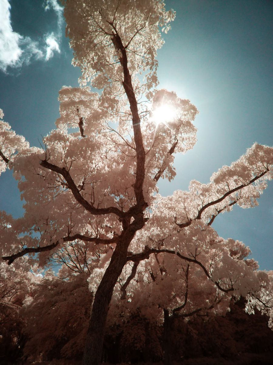 Like a cherry blossom | GANREF