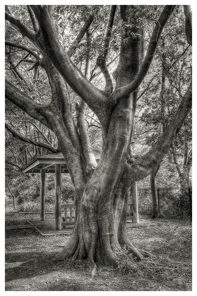 Cobra twist | GANREF