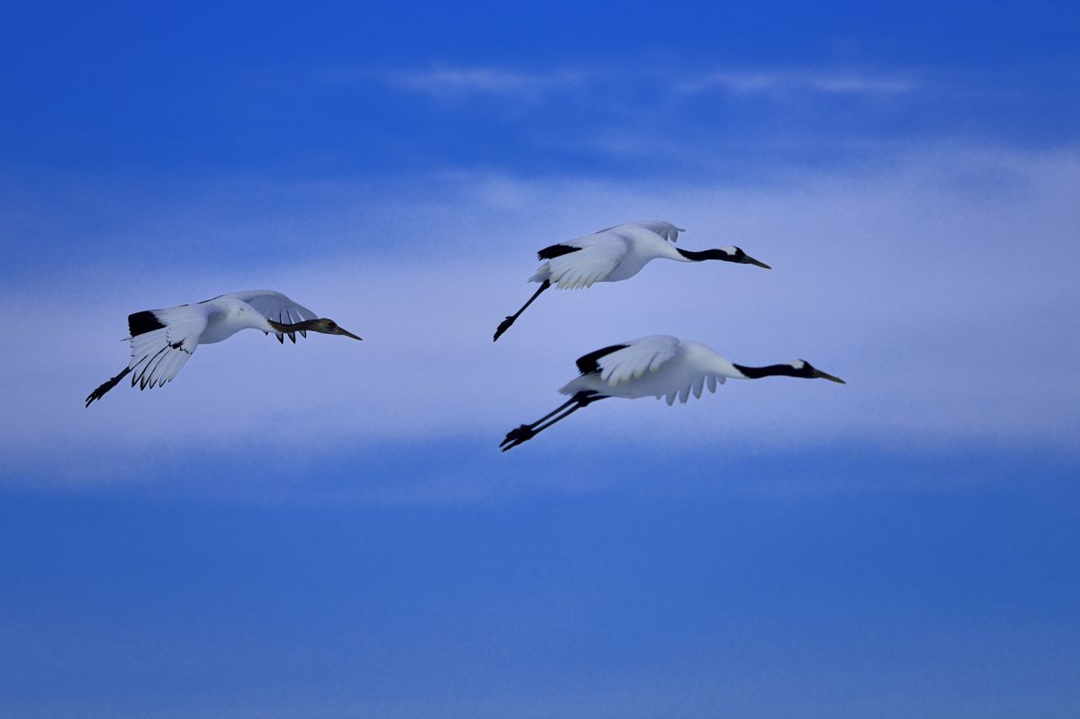 Family flight | GANREF