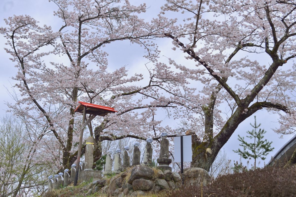 春の十三権者の石仏 | GANREF