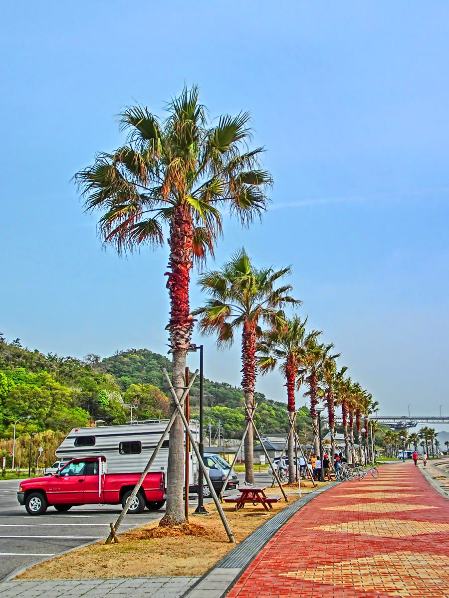 PALM STREET | GANREF