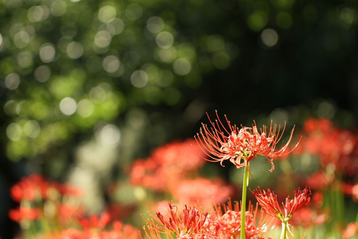 里山の秋 | GANREF