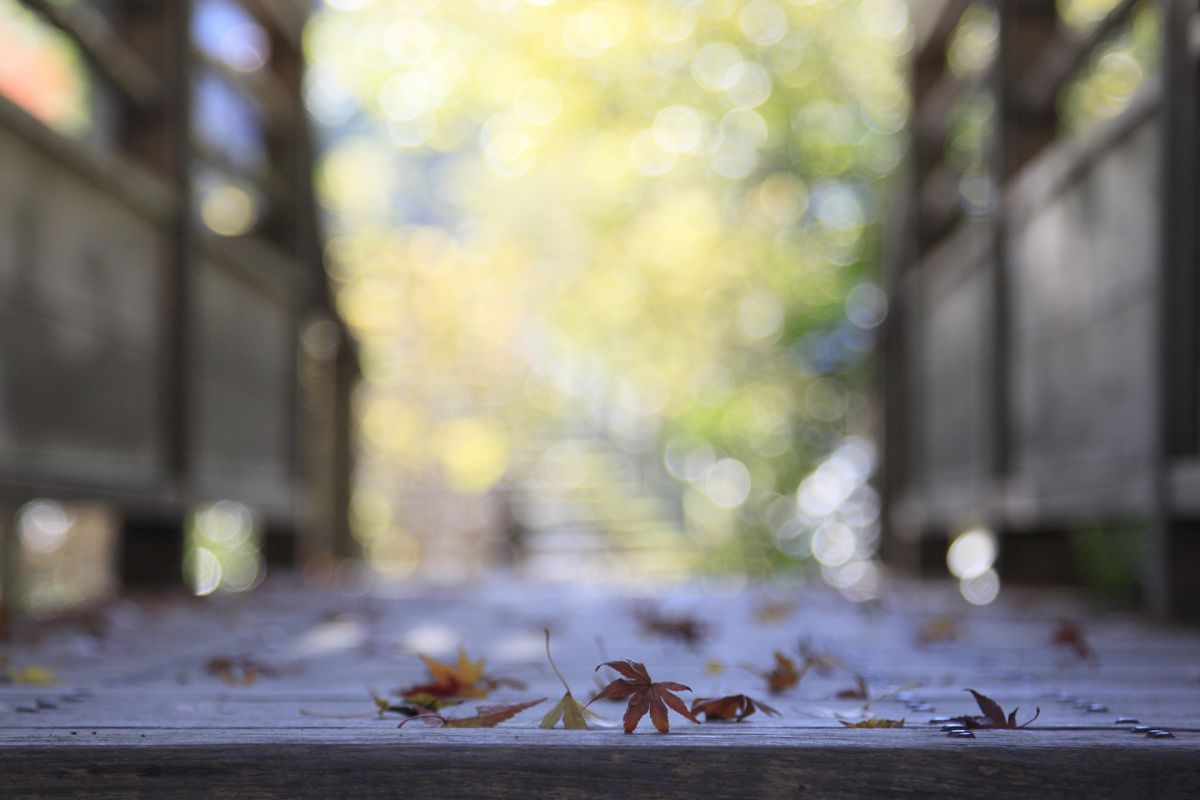 きらら.ら | GANREF