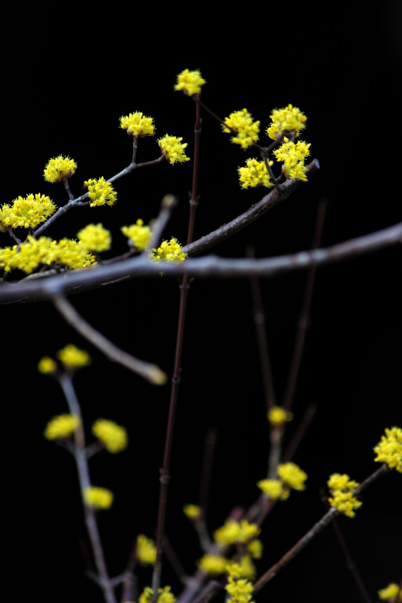 Yellow Magical | GANREF