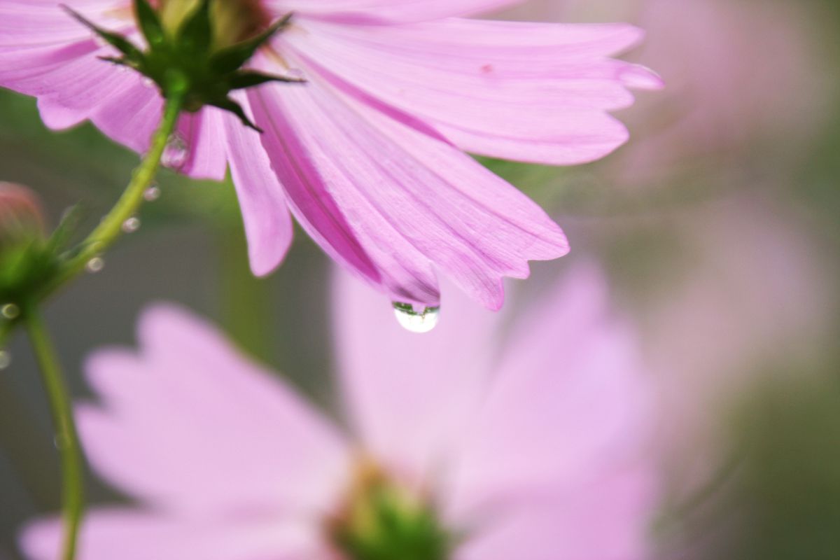 Sakura Drop | GANREF