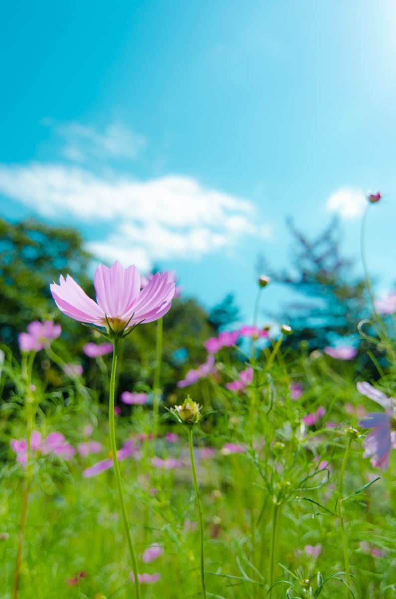 さわやか風 | GANREF