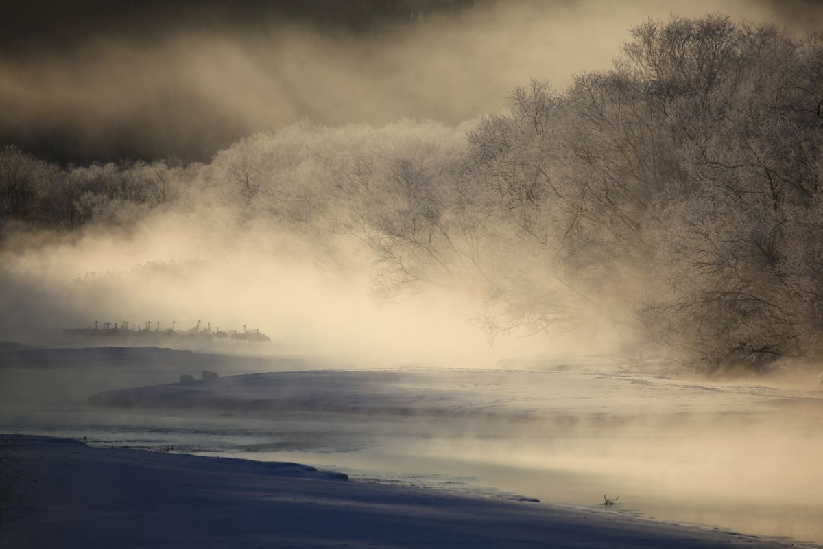 川霧の中の丹頂 | GANREF