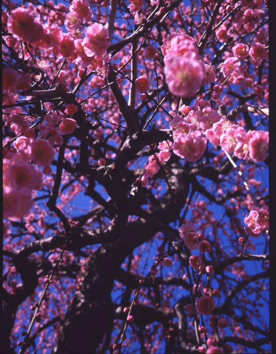 咲き乱れ | GANREF