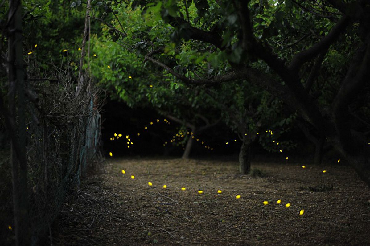 テンテケ | GANREF