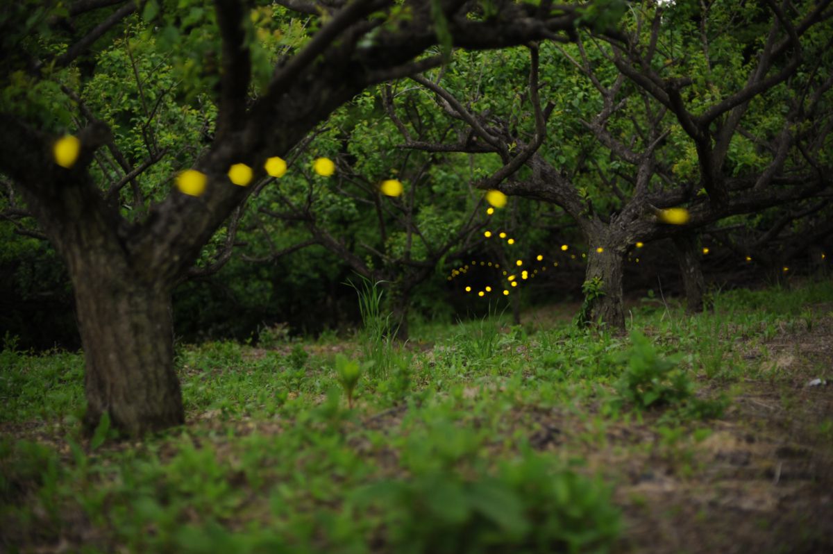 今年のヒメホタル第一弾 | GANREF