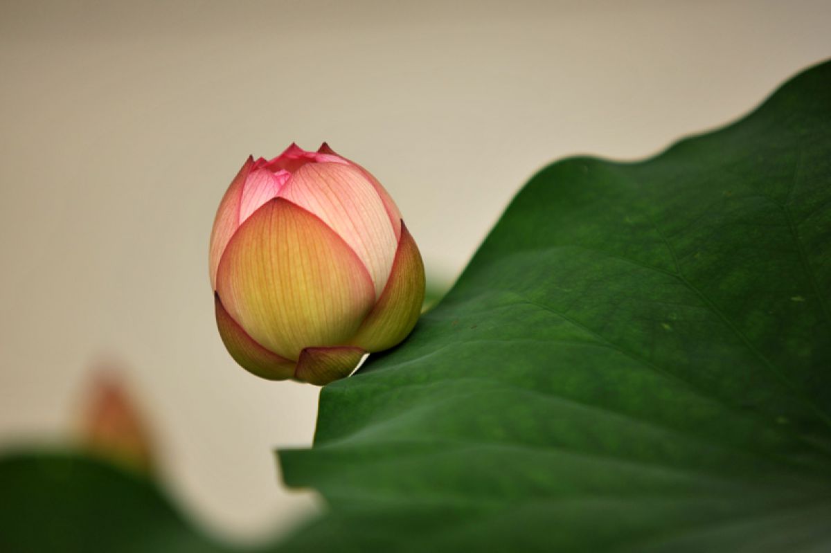 hasu2-021.jpg | GANREF