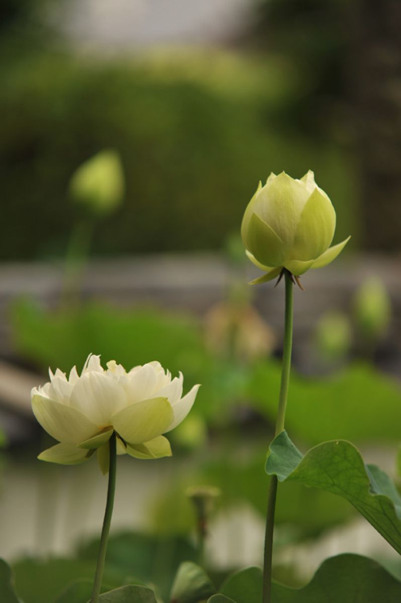 hasu2-058.jpg | GANREF