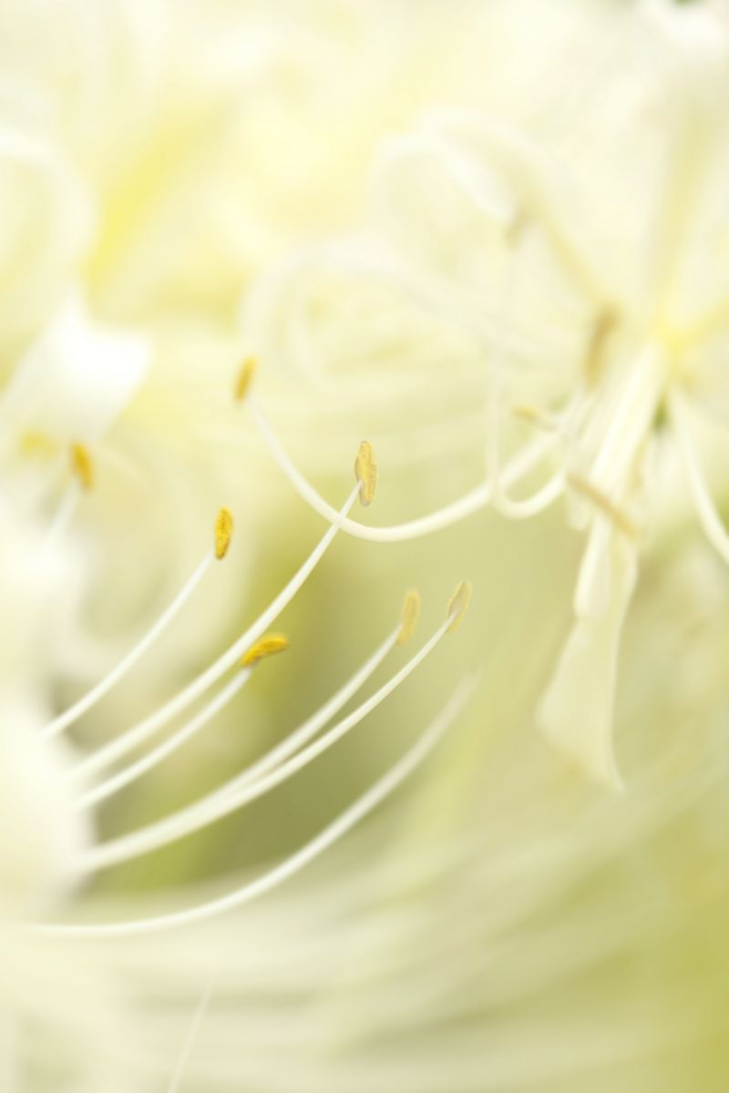 White memory | GANREF